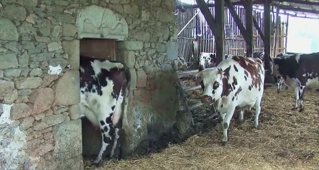 Fromages & Yaourts Bio au lait de vaches